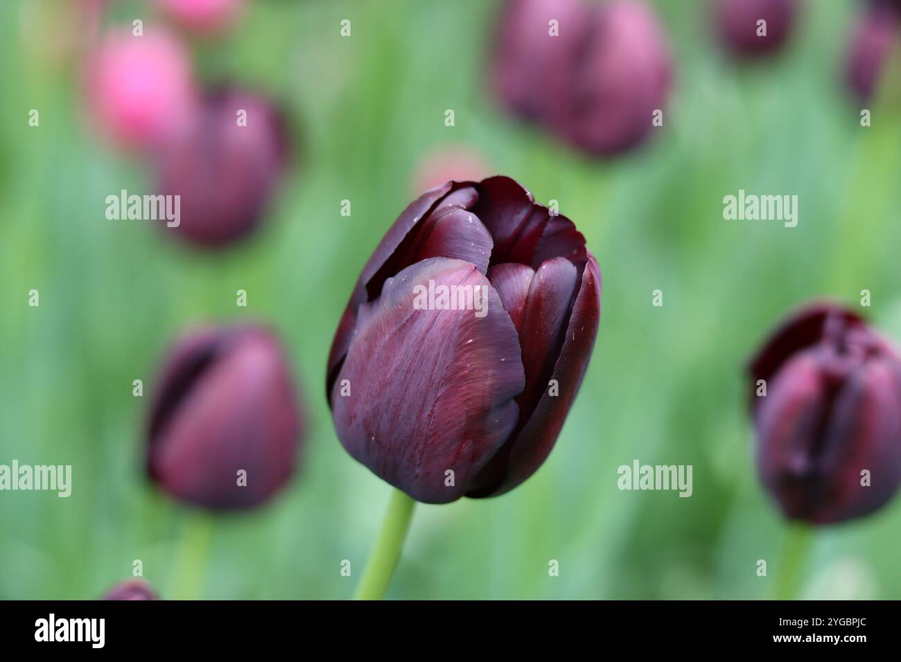Dark purple tulip hi-res stock photography and images - Alamy