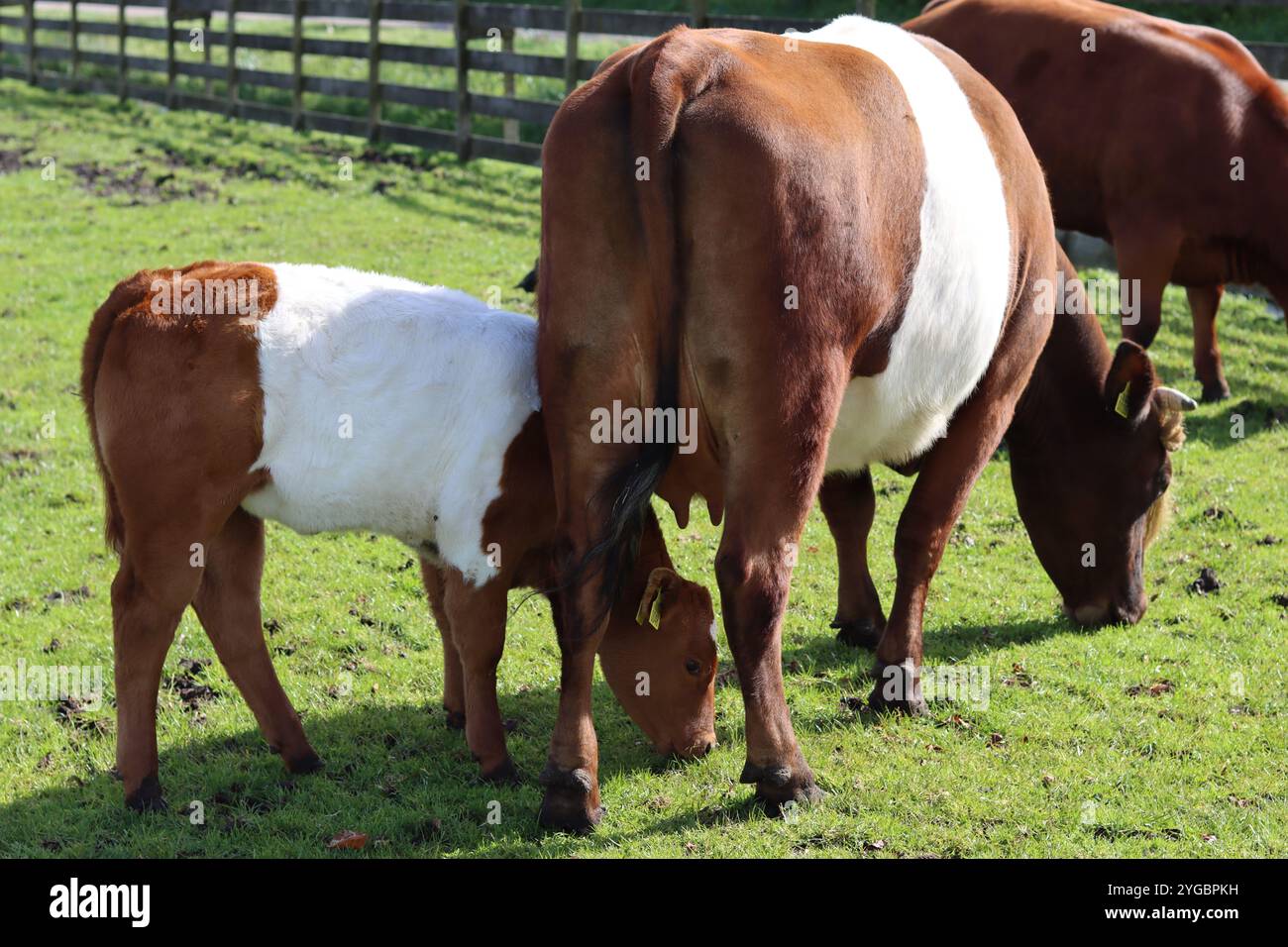 Belted galloway brown hi-res stock photography and images - Alamy
