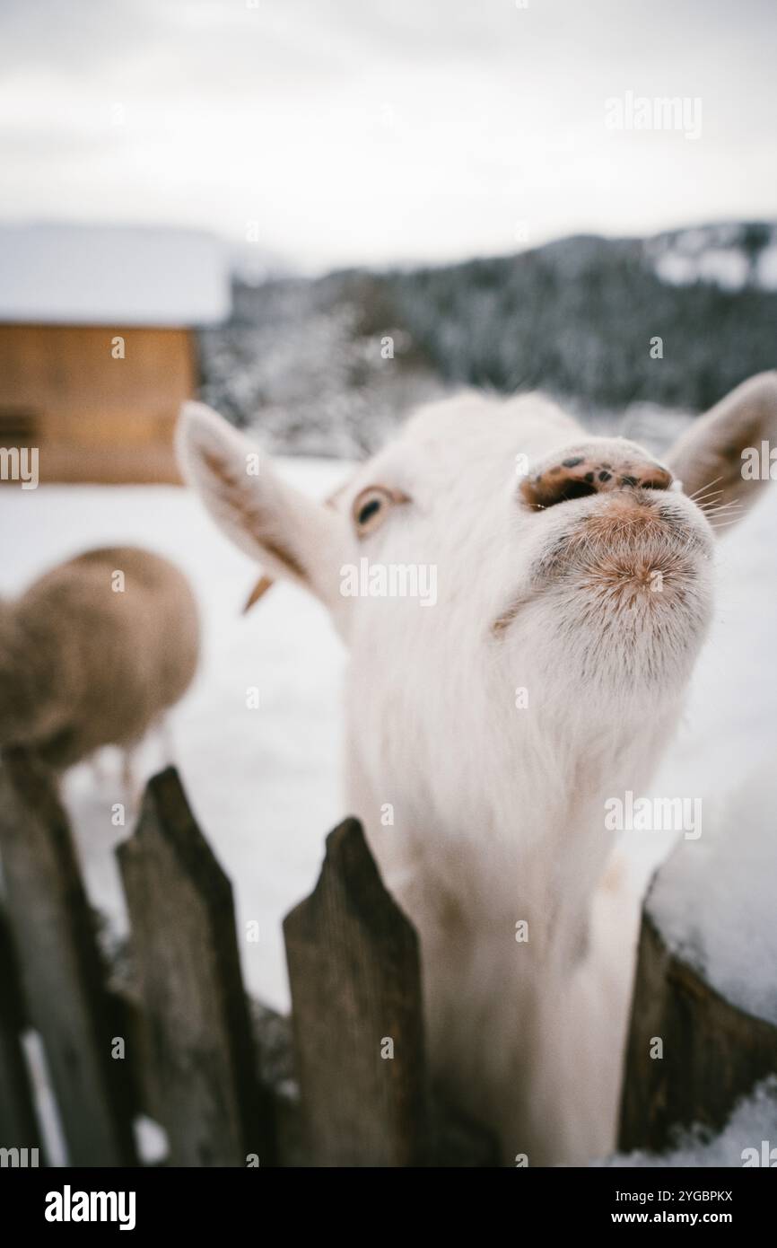 Curious Goat in Snowy Winter Stock Photo - Alamy