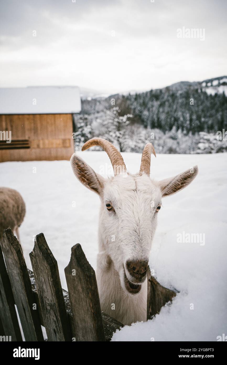 Curious Goat in Snowy Winter Stock Photo - Alamy