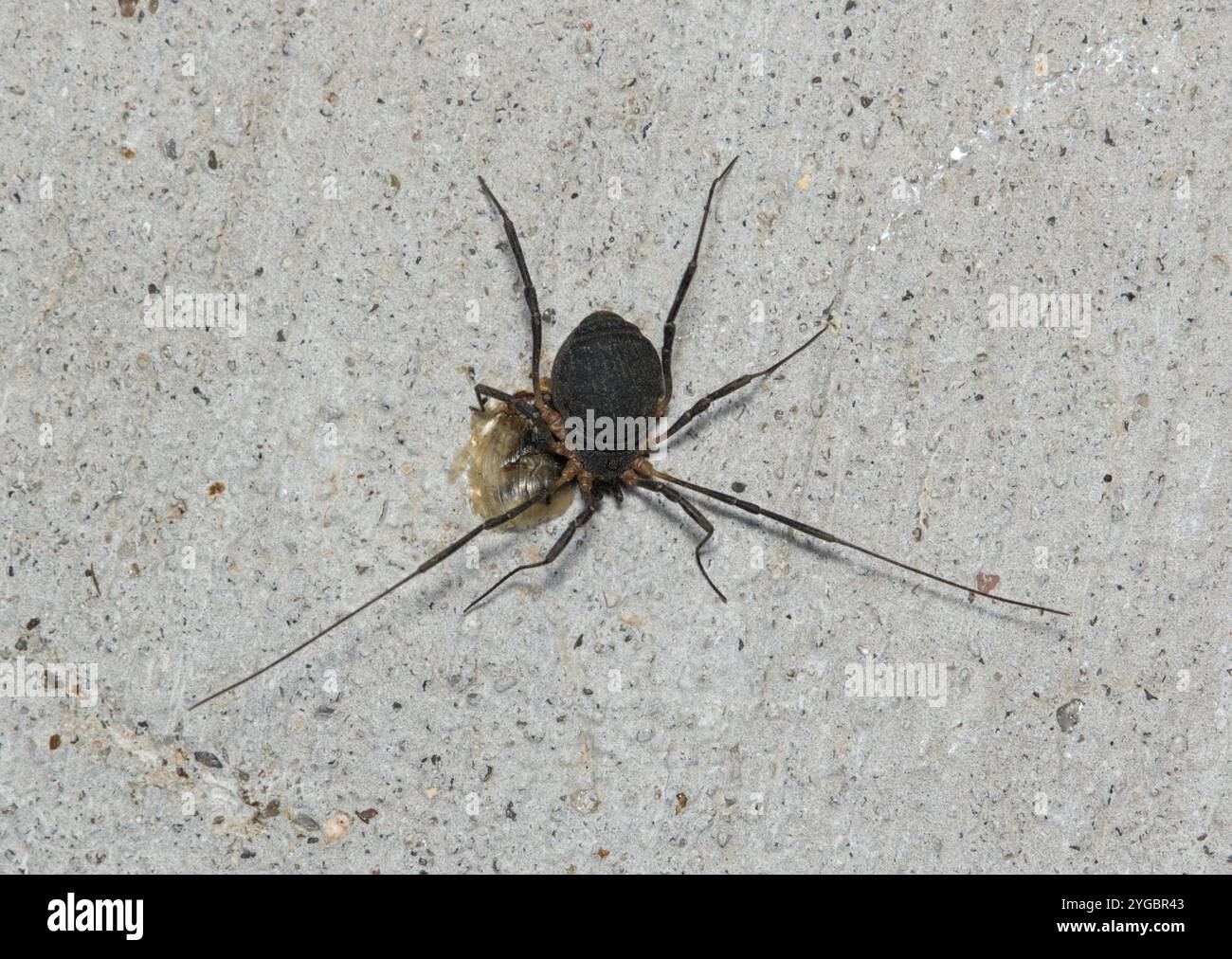 Protolophus hi-res stock photography and images - Alamy