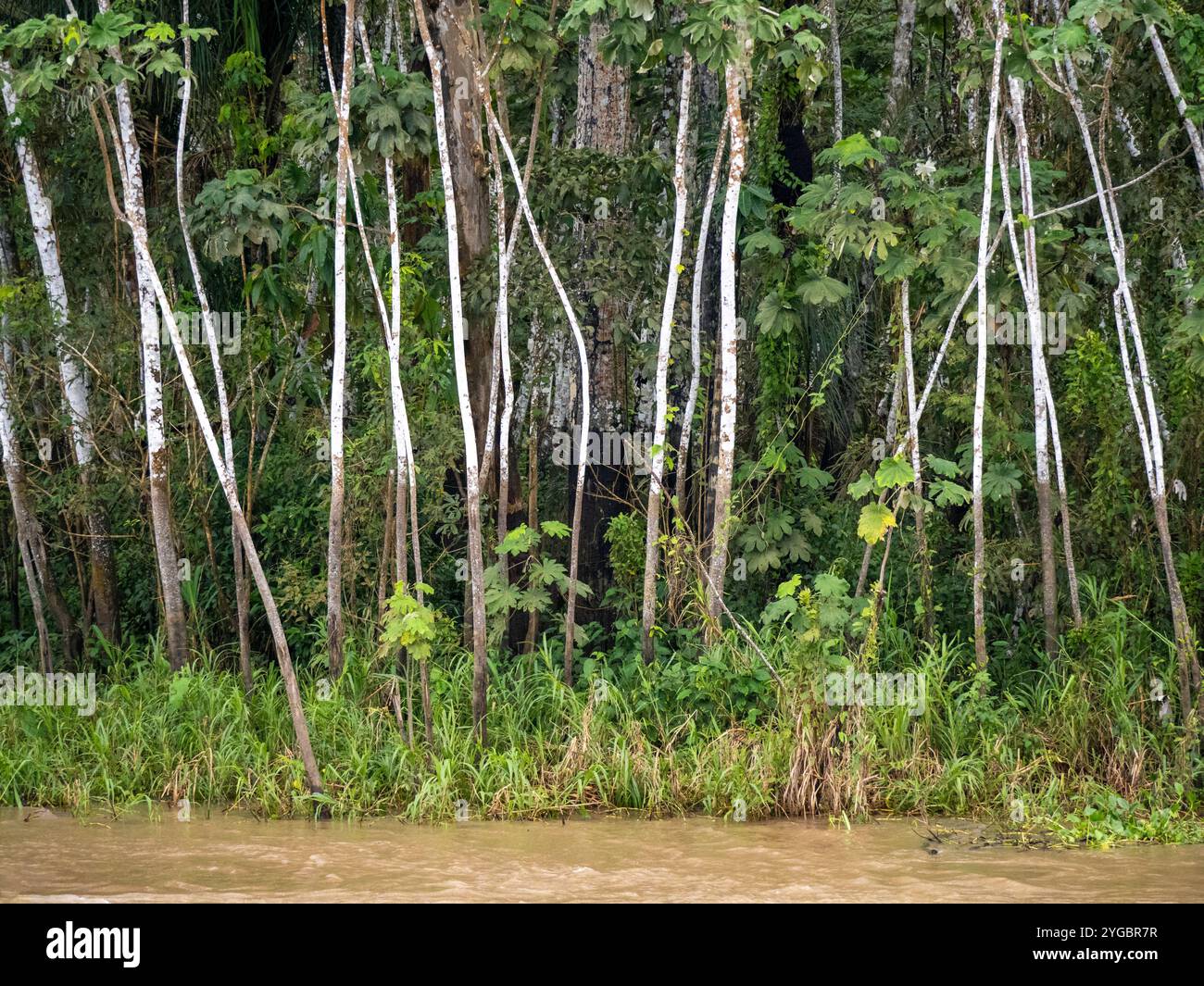 Manaus brazil amazon scenery hi-res stock photography and images - Alamy