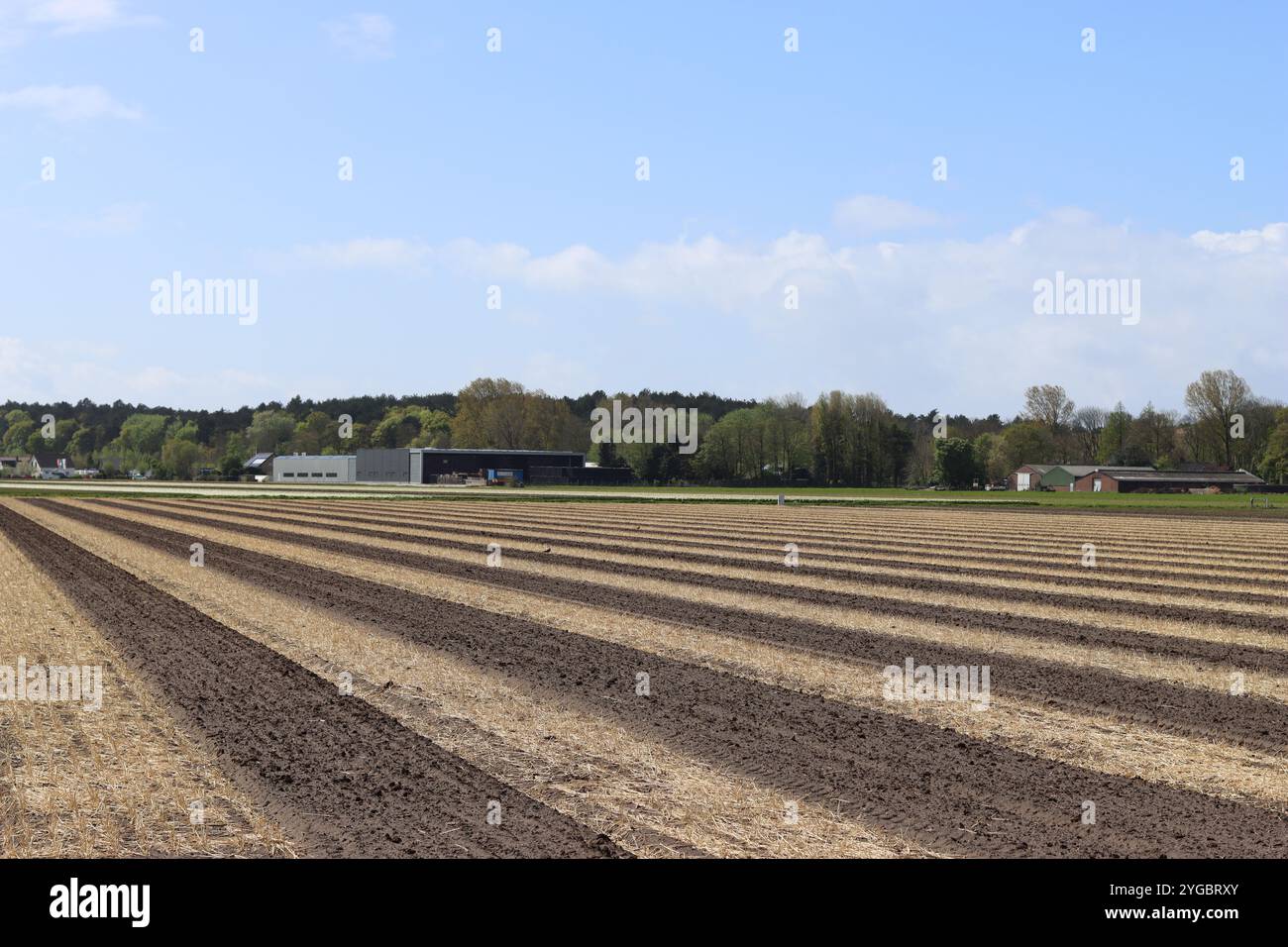 Striped farm fields, with rows of ploughed earth and stubble Stock ...