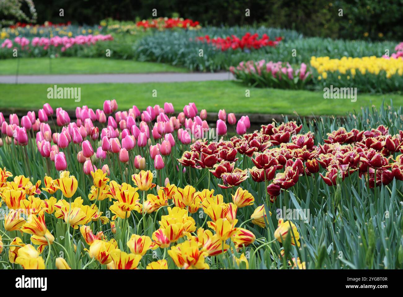 Flower beds full of bright tulips in a park in spring Stock Photo - Alamy