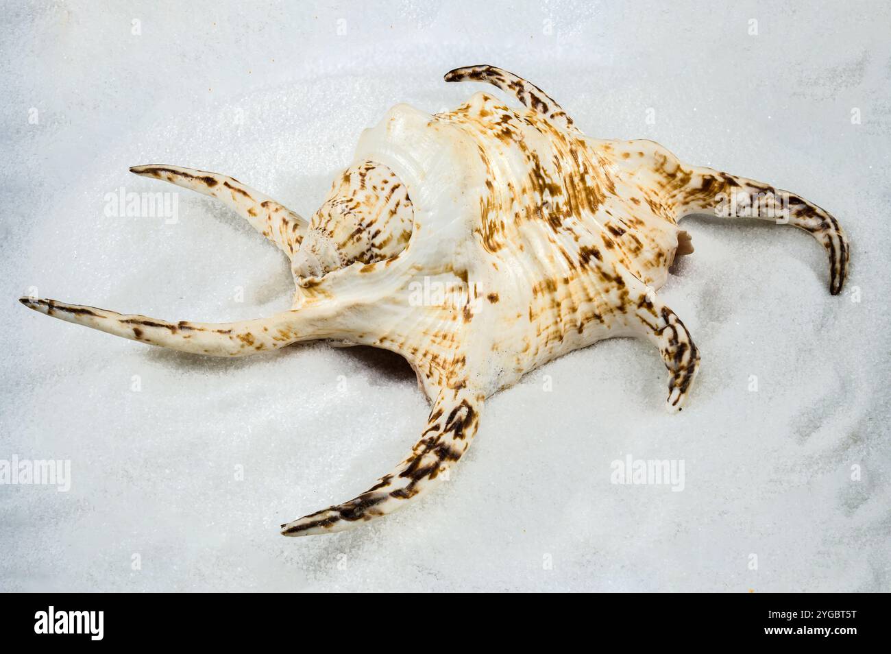 C shell image hi-res stock photography and images - Alamy