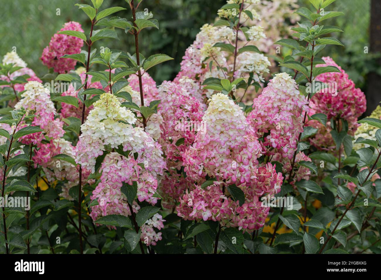 Hydrangea paniculata sort Fraise Melba hydrangea with pink flowers ...