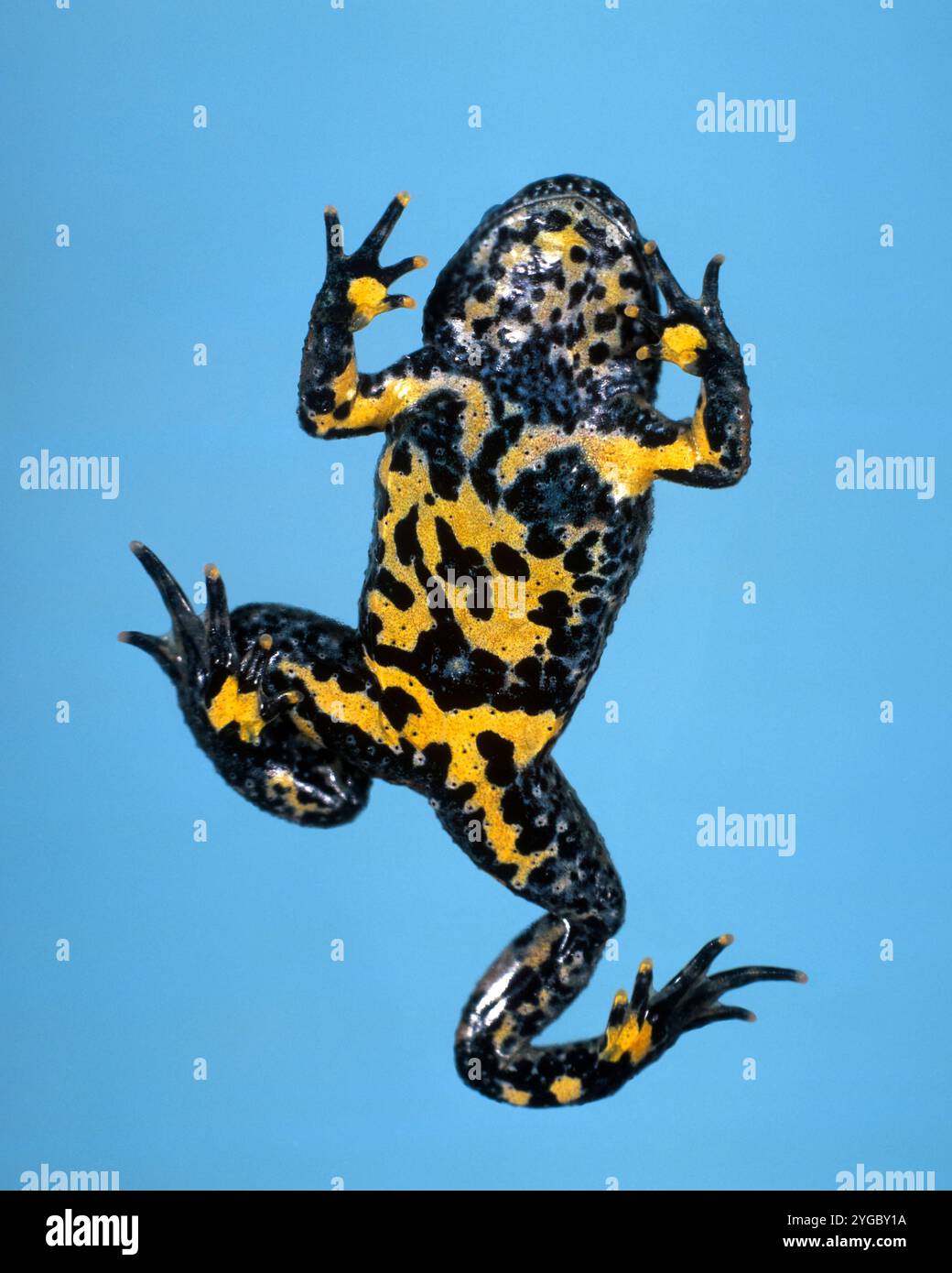 Yellow-bellied toad. Picture taken in aquarium from below. Bombina ...