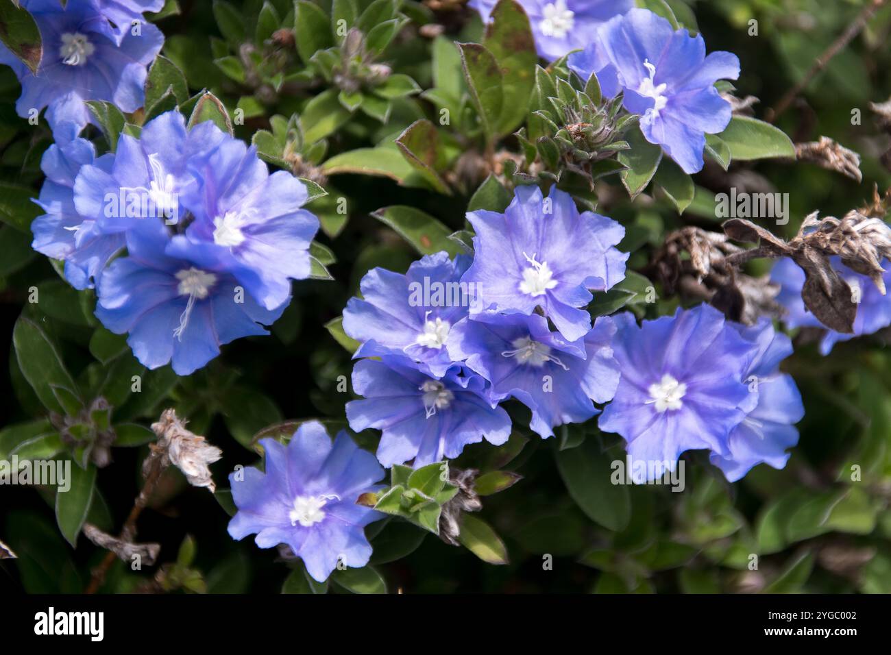 Lower petal folds downwards hi-res stock photography and images - Alamy