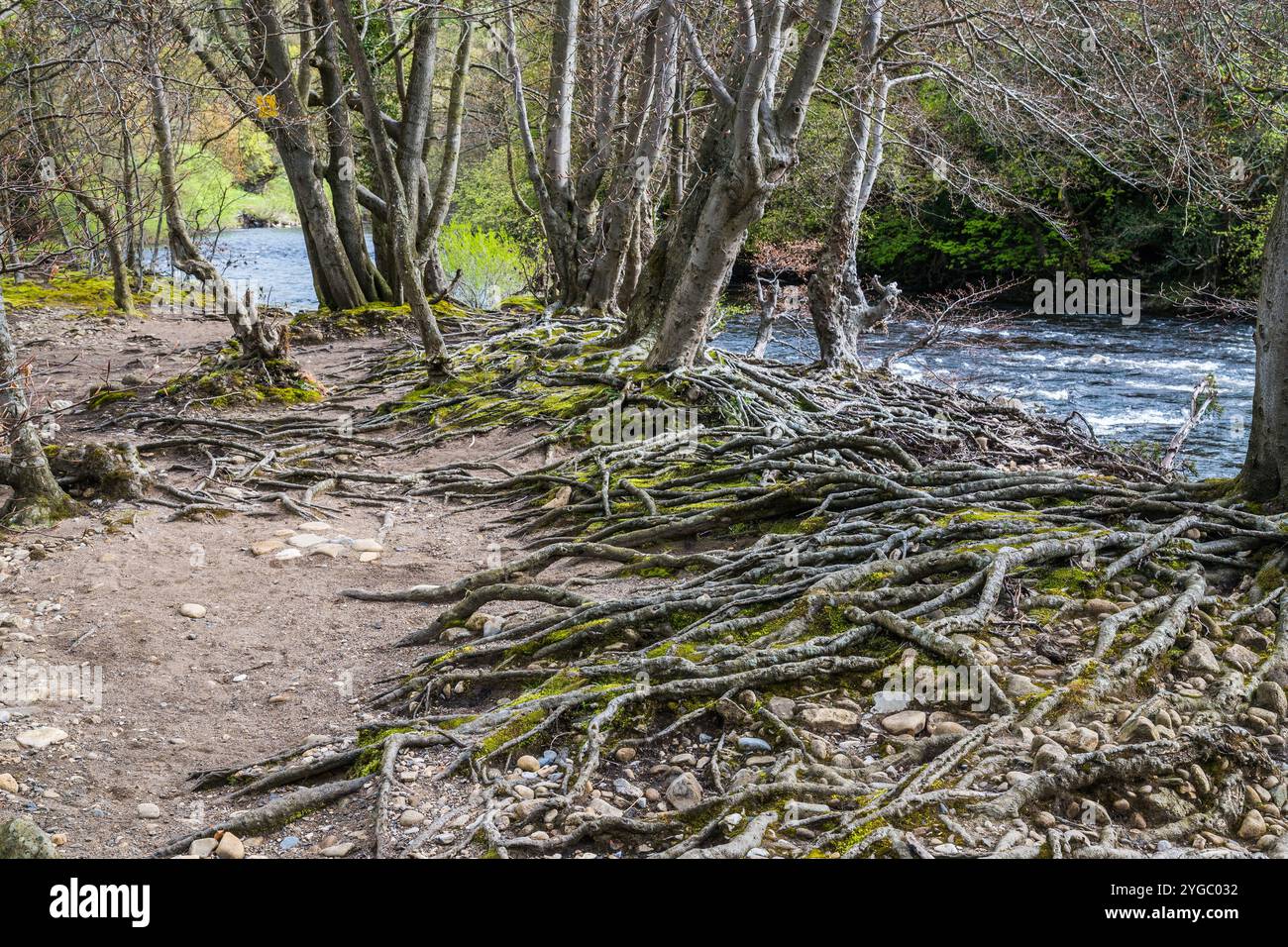 Tree roots exposed river erosion hi-res stock photography and images ...