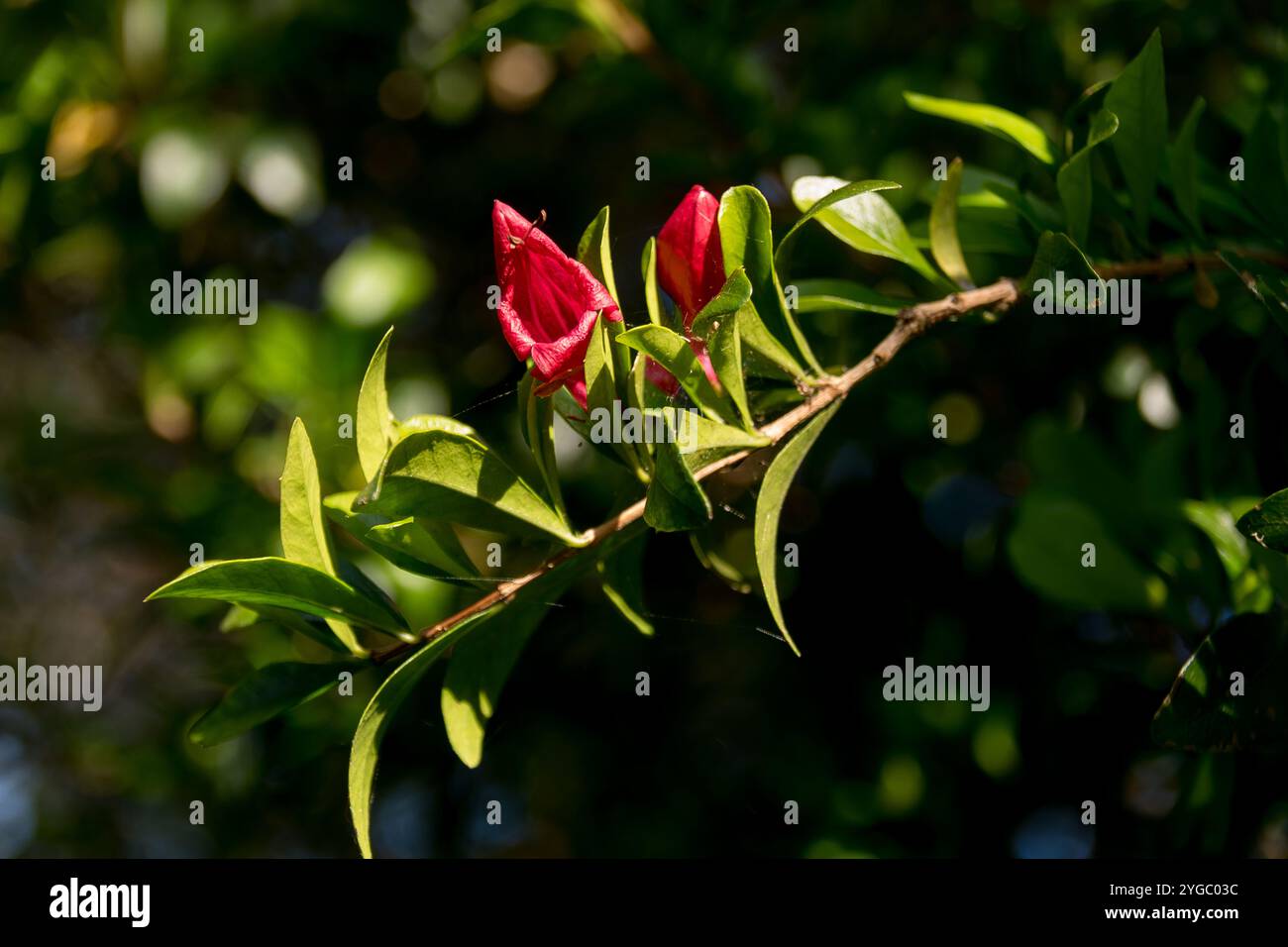 Tubular flowers hi-res stock photography and images - Alamy