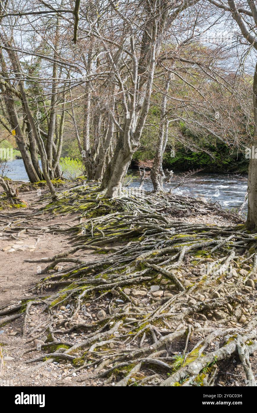 Exposed tree roots by a river Stock Photo - Alamy