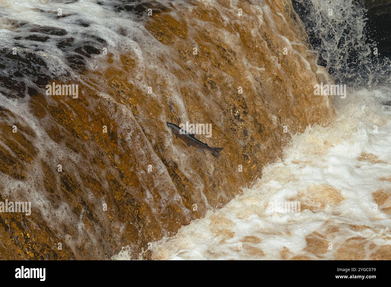 Jumping Salmon in a waterfall Stock Photo - Alamy