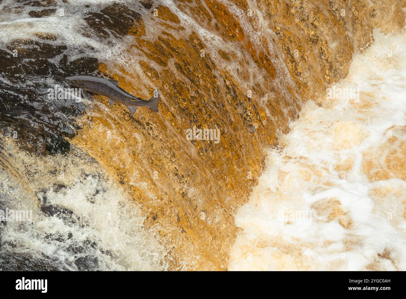 Jumping Salmon in a waterfall Stock Photo - Alamy