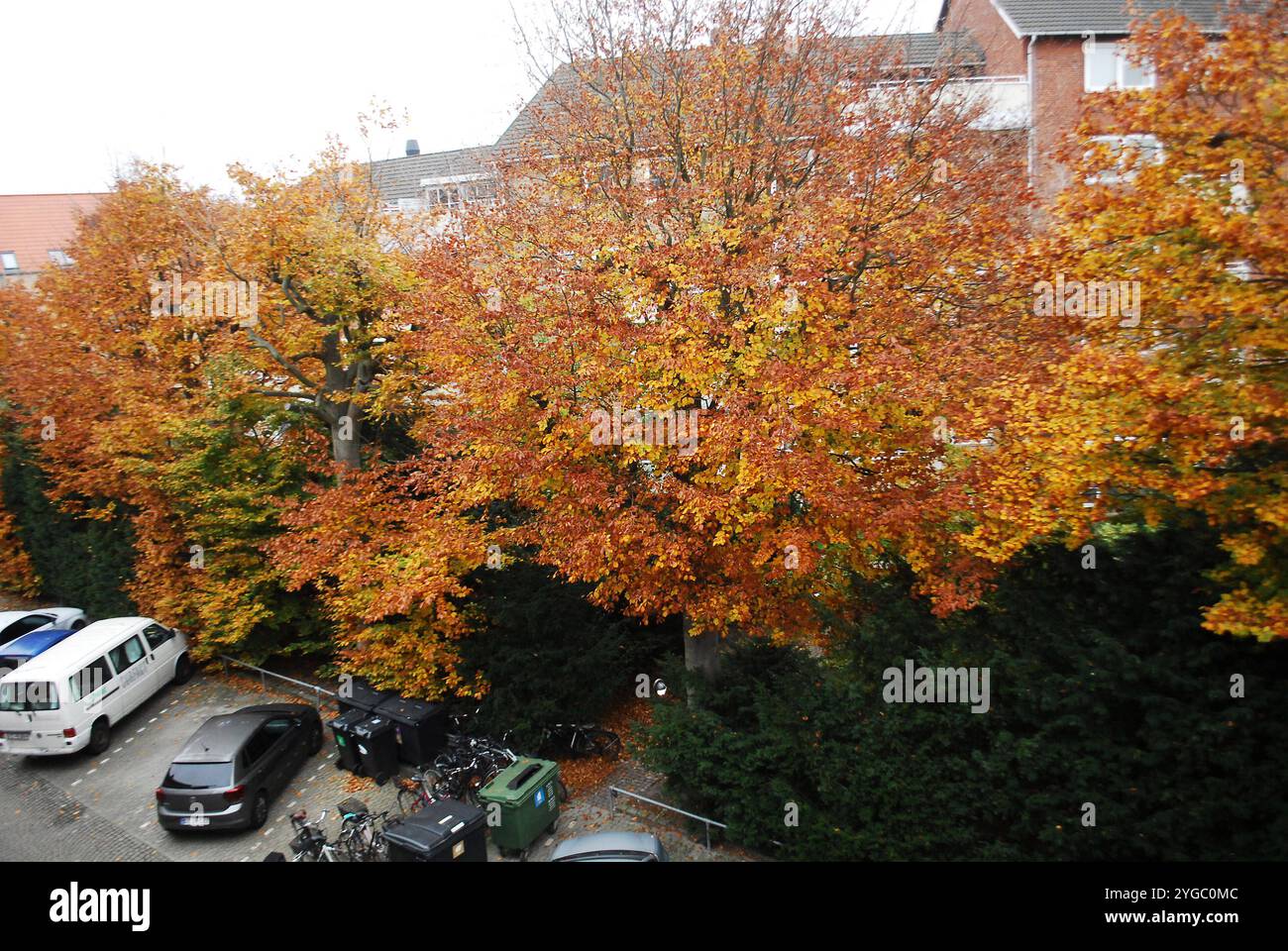 Copenhagen/ DenmarK/07 Nov.2024/ Yellow and brown leaves shows autumn ...
