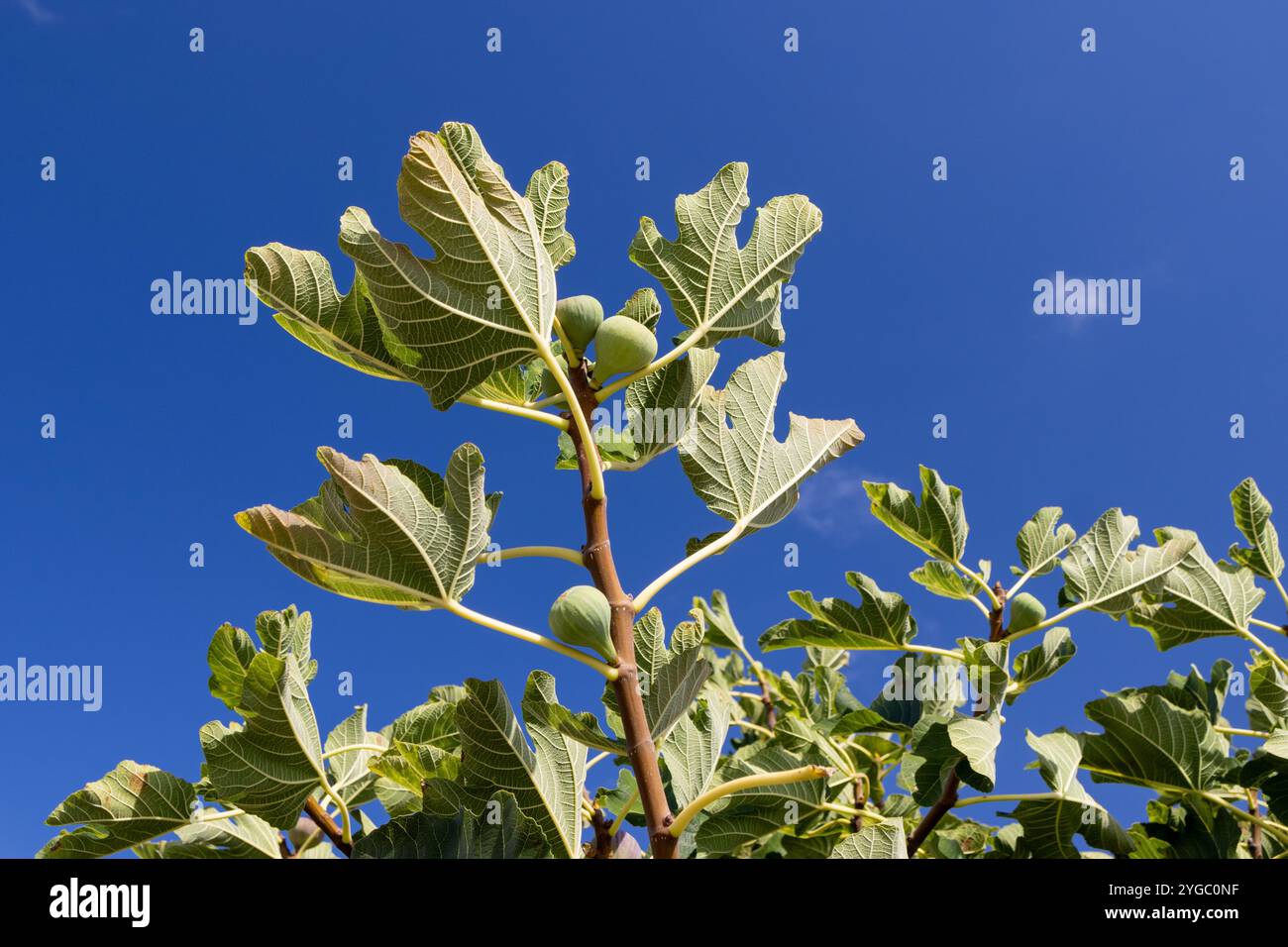 Close up of fig fruits growing on a fig tree branch against a vibrant ...
