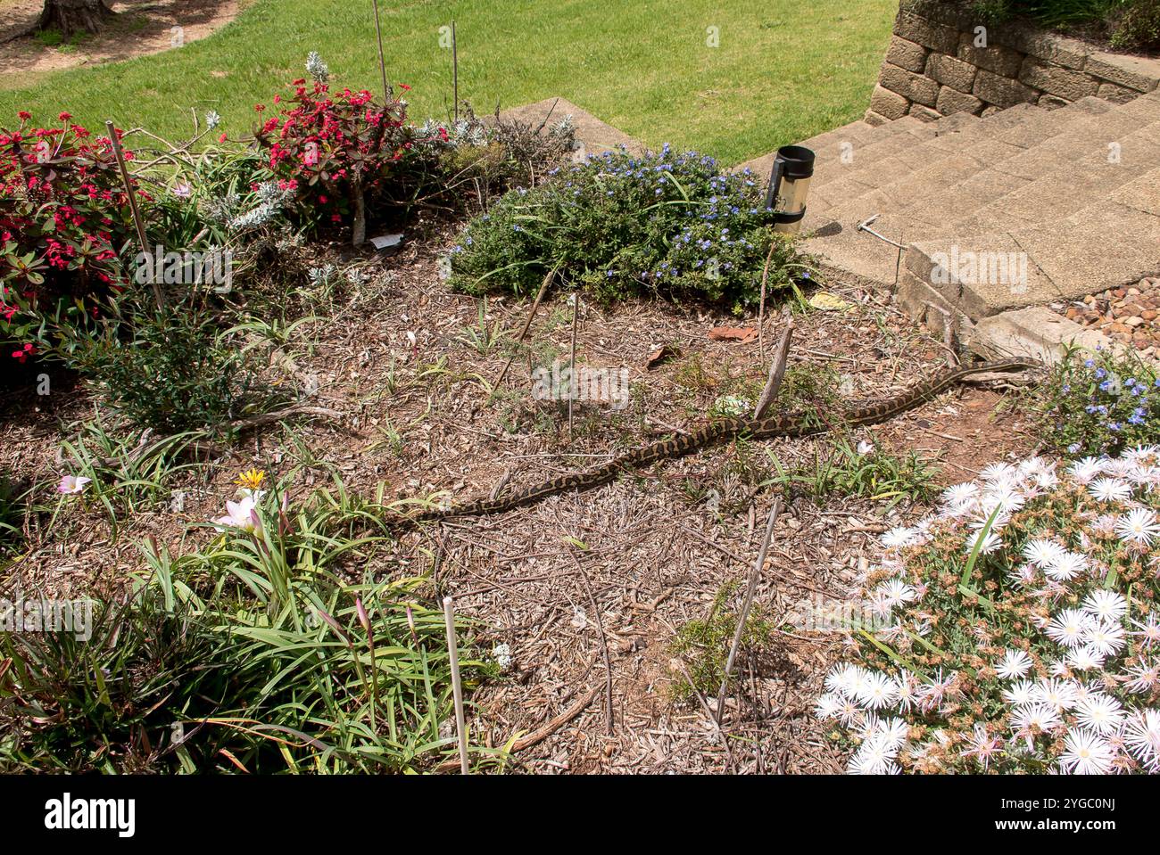 Full length patterned Australian snake, Carpet python, Morelia spilota ...