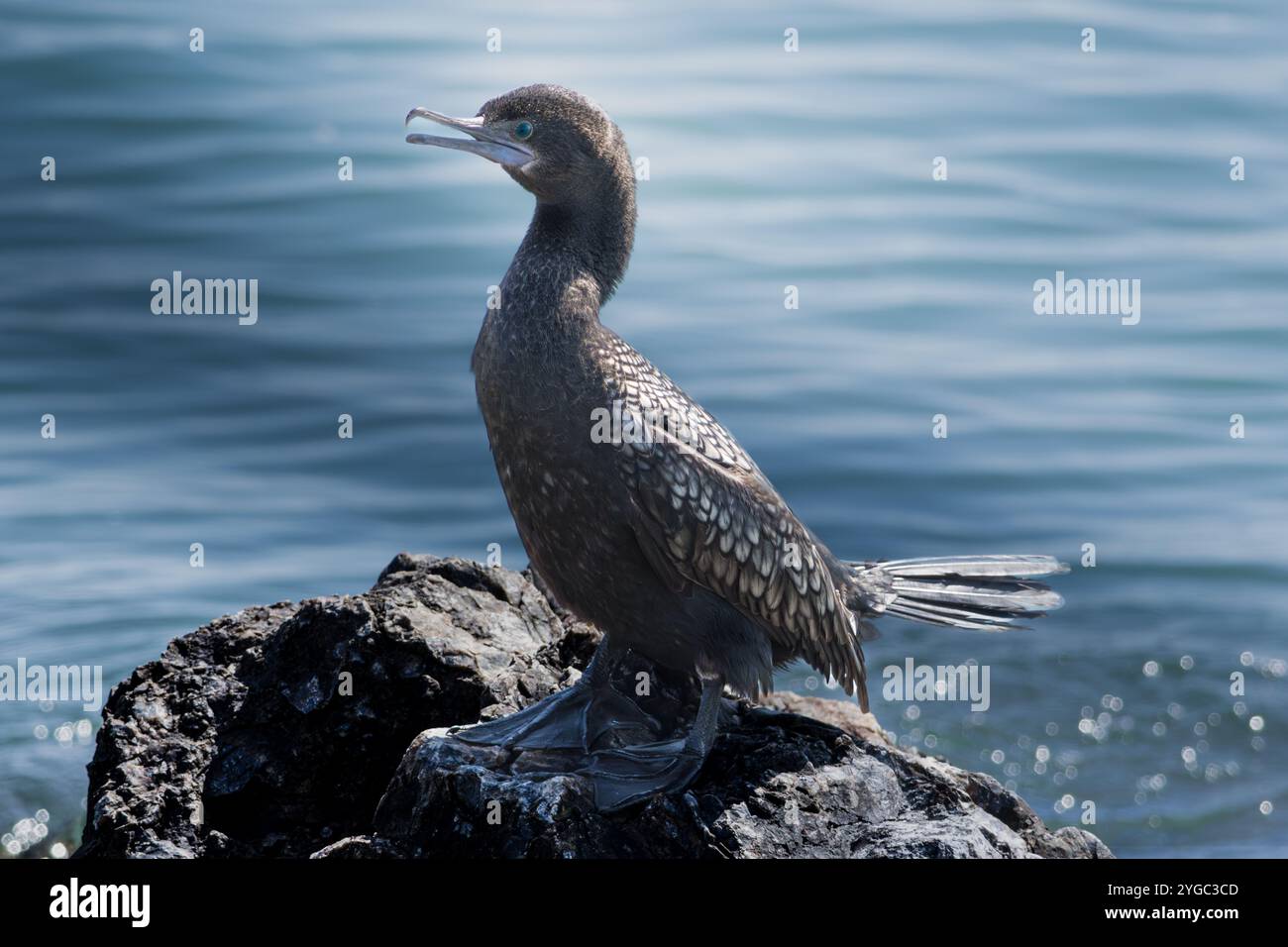 A Little Black Cormorant standing on a rock with water background Stock ...
