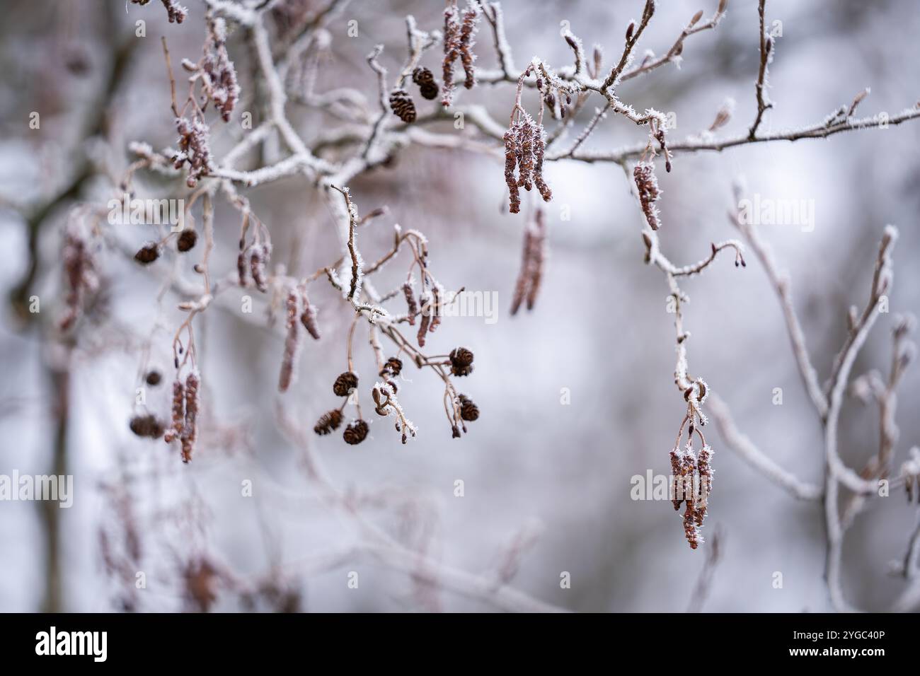 Winter background, hoar frost on branches of Alnus glutinosa, black alder. Catkins or Alder ...