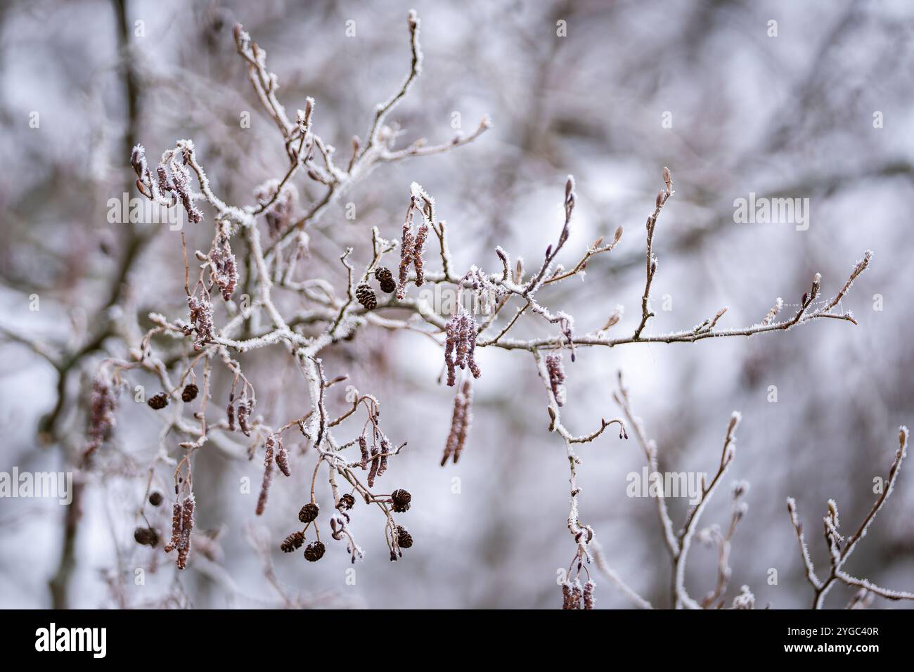 Winter background, hoar frost on branches of Alnus glutinosa, black ...