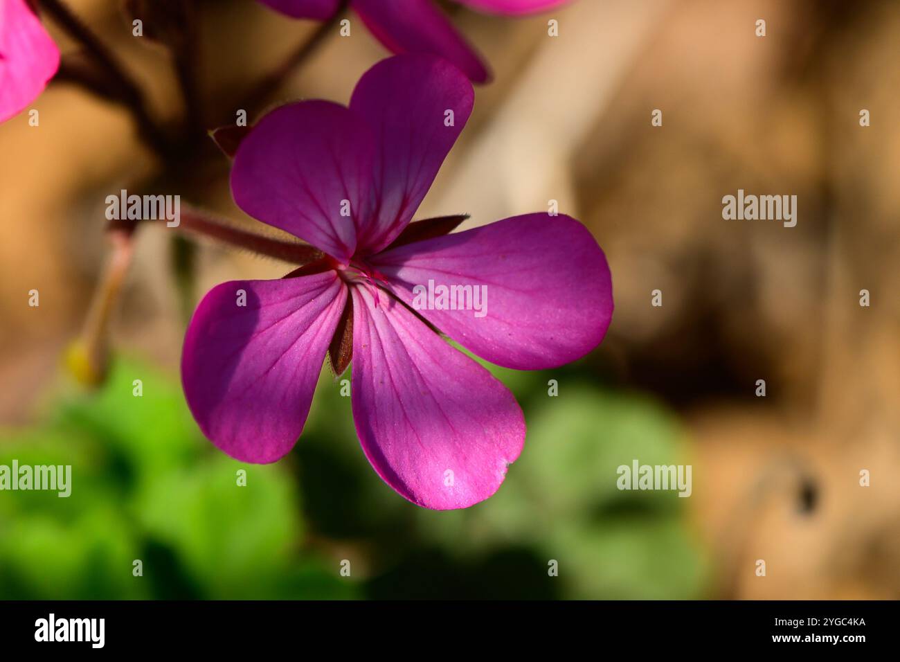 Delicate purple petals unfurl against a backdrop of verdant greenery ...