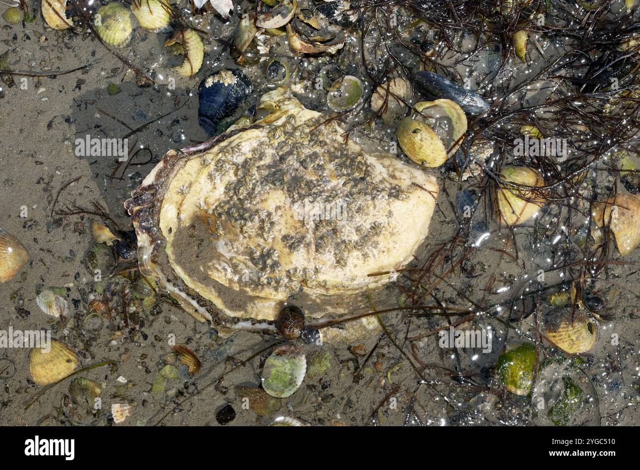 Oyster Shell and Mussel Shells in Mudflats during low Tide in North Sea ...