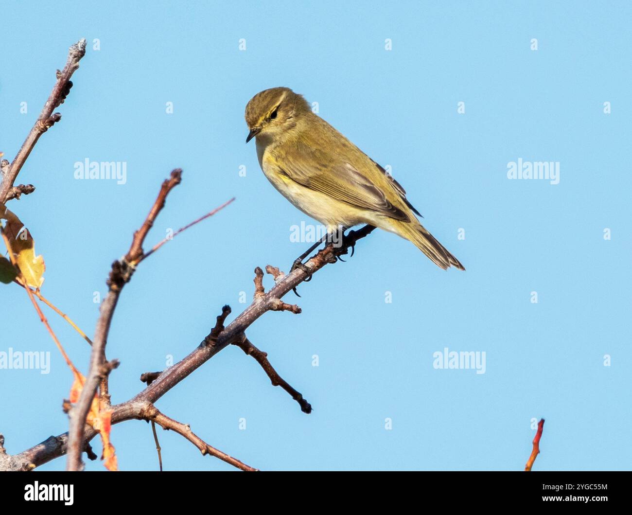Common chiffchaff cyprus hi-res stock photography and images - Alamy