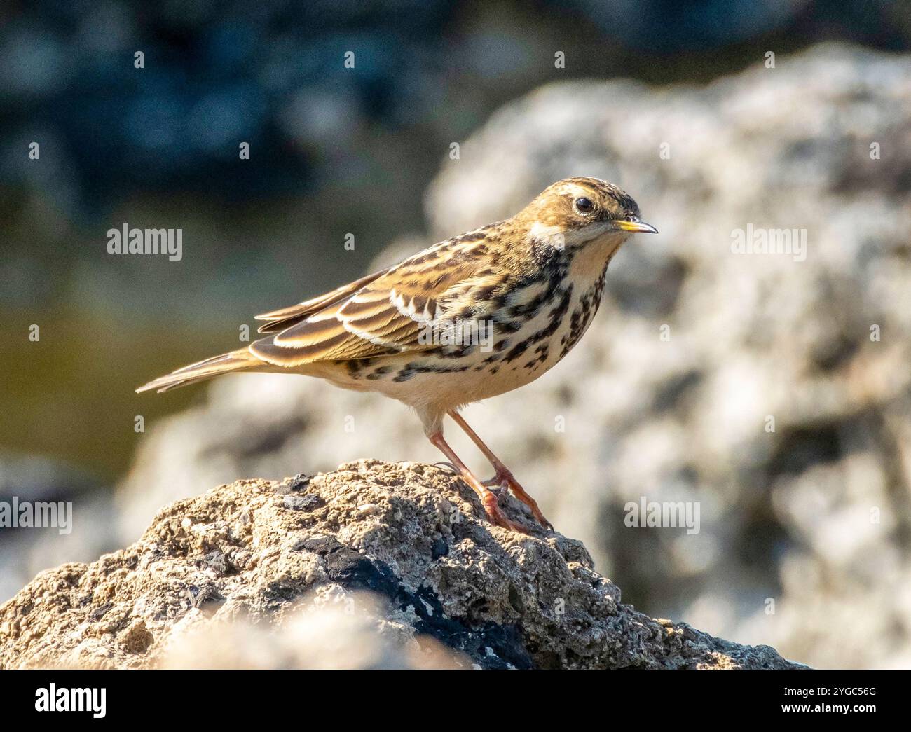Meadow pipit on rocks hi-res stock photography and images - Alamy