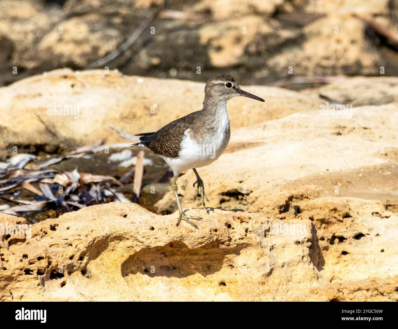 Common Sandpiper (Actitis hypoleucos), feeding on the beach, Paphos ...