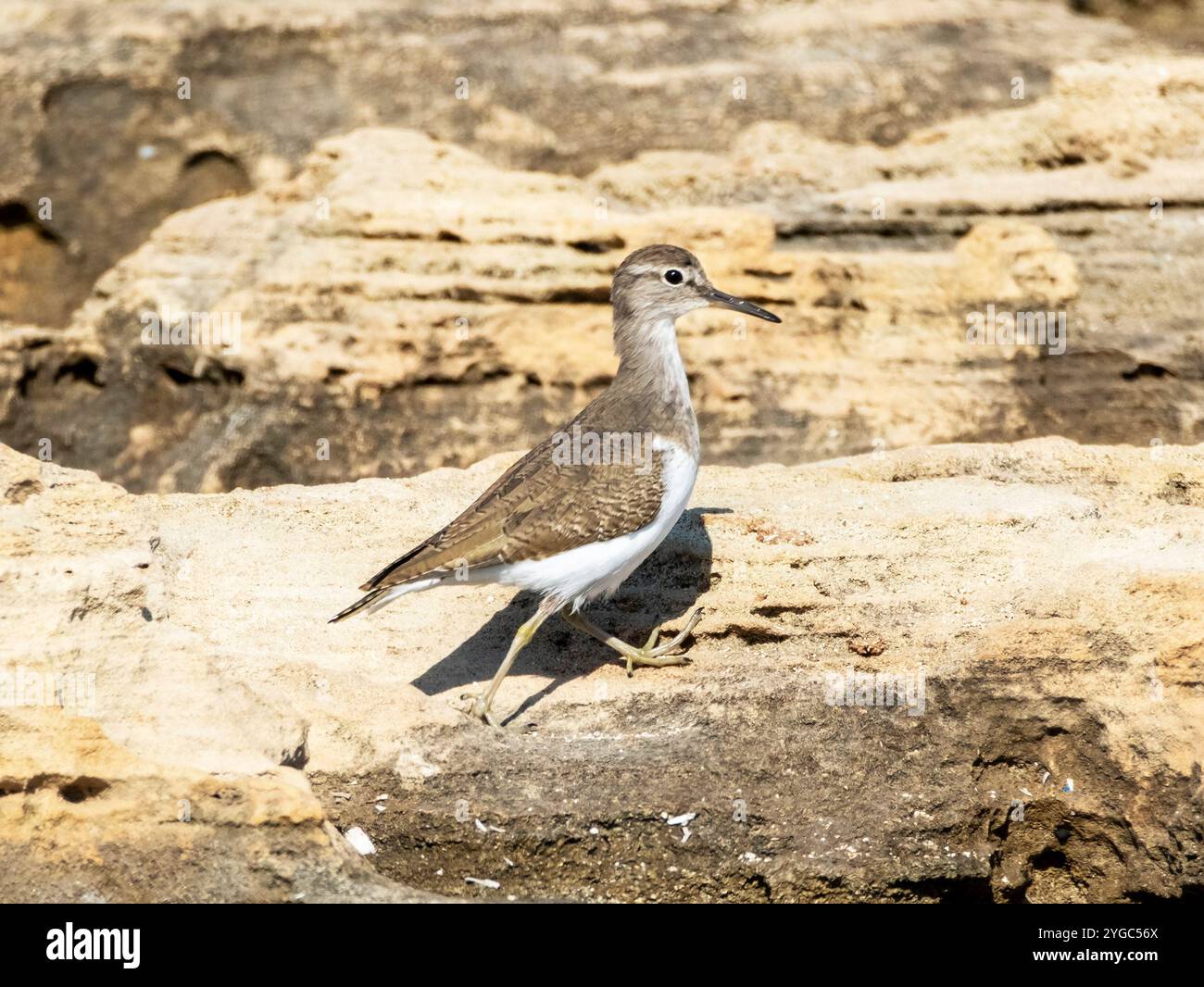 Common Sandpiper (Actitis hypoleucos), feeding on the beach, Paphos ...