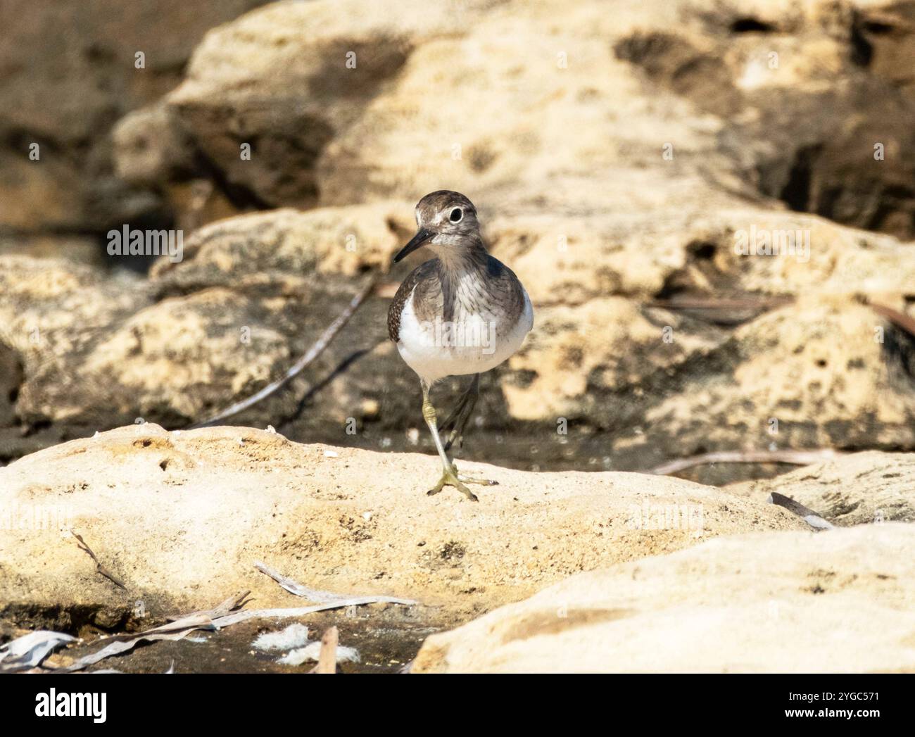 Common Sandpiper (Actitis hypoleucos), feeding on the beach, Paphos ...