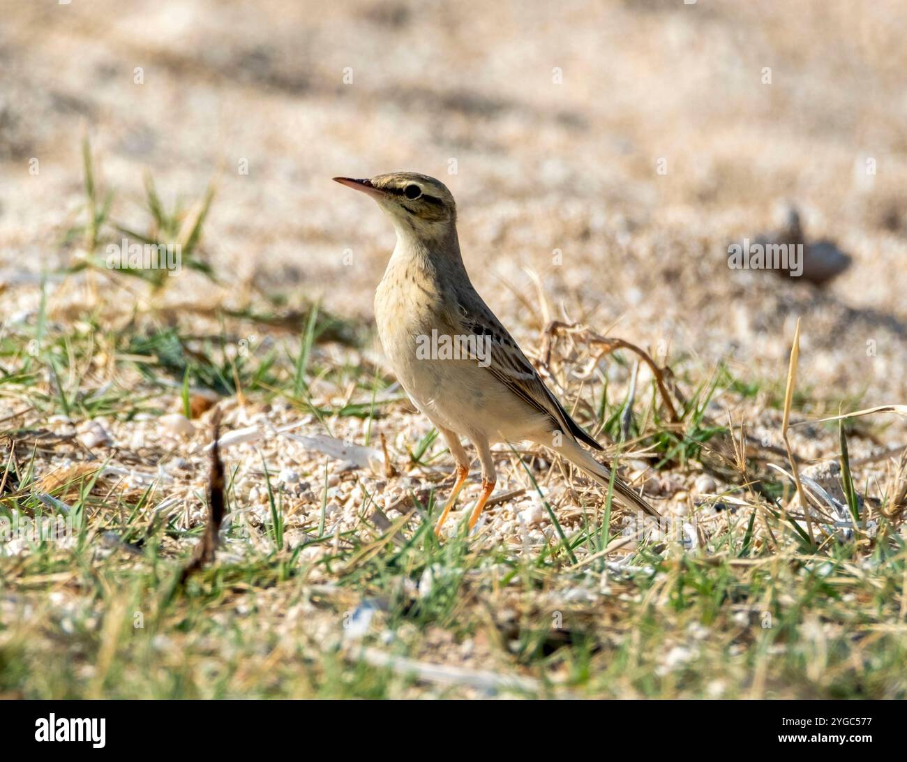 Tawny Pipit, Anthus campestris, on rocky shoreline, Paphos, Cyprus ...