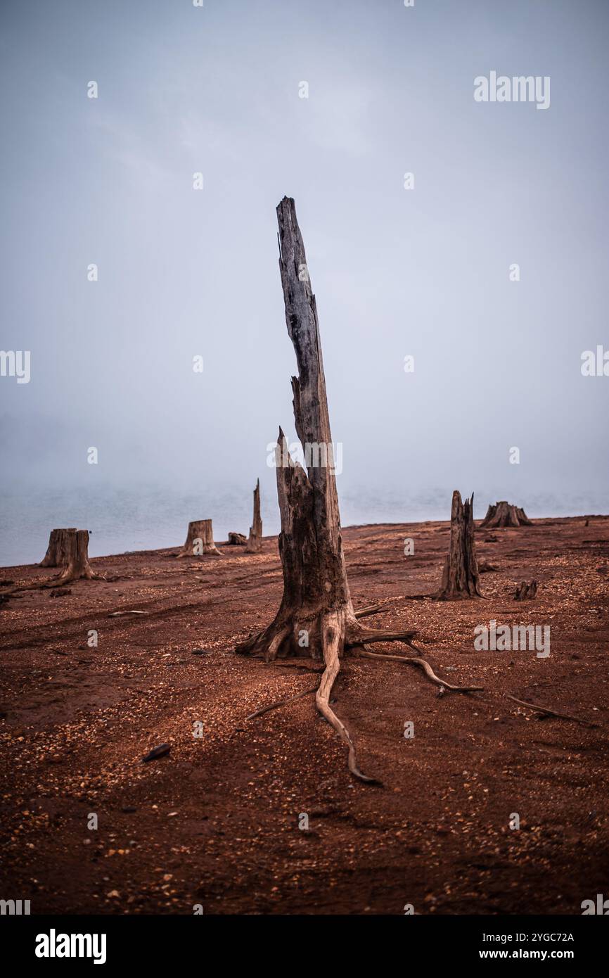 Tree trunk stump reaching to the sky on the brown dirt of the dam shore ...