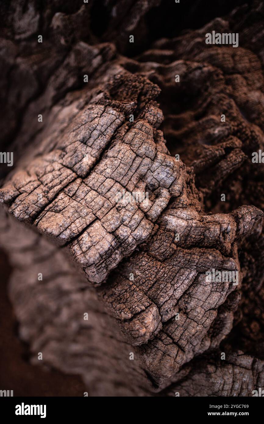 Close-up photograph of the top of a tree stump’s wood grain bark ...
