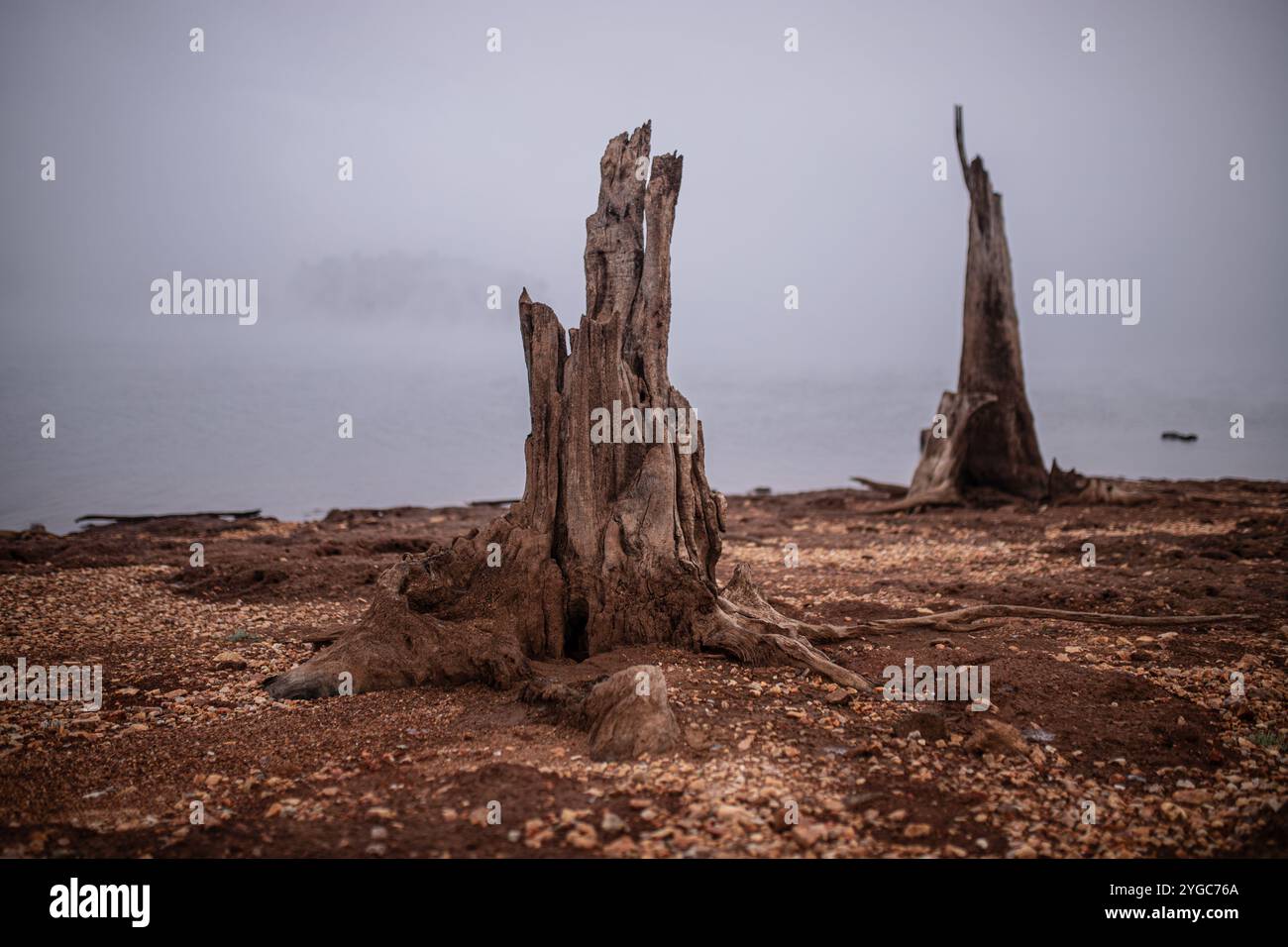 Tree stumps at the water’s edge on a foggy morning at Wellington Dam ...