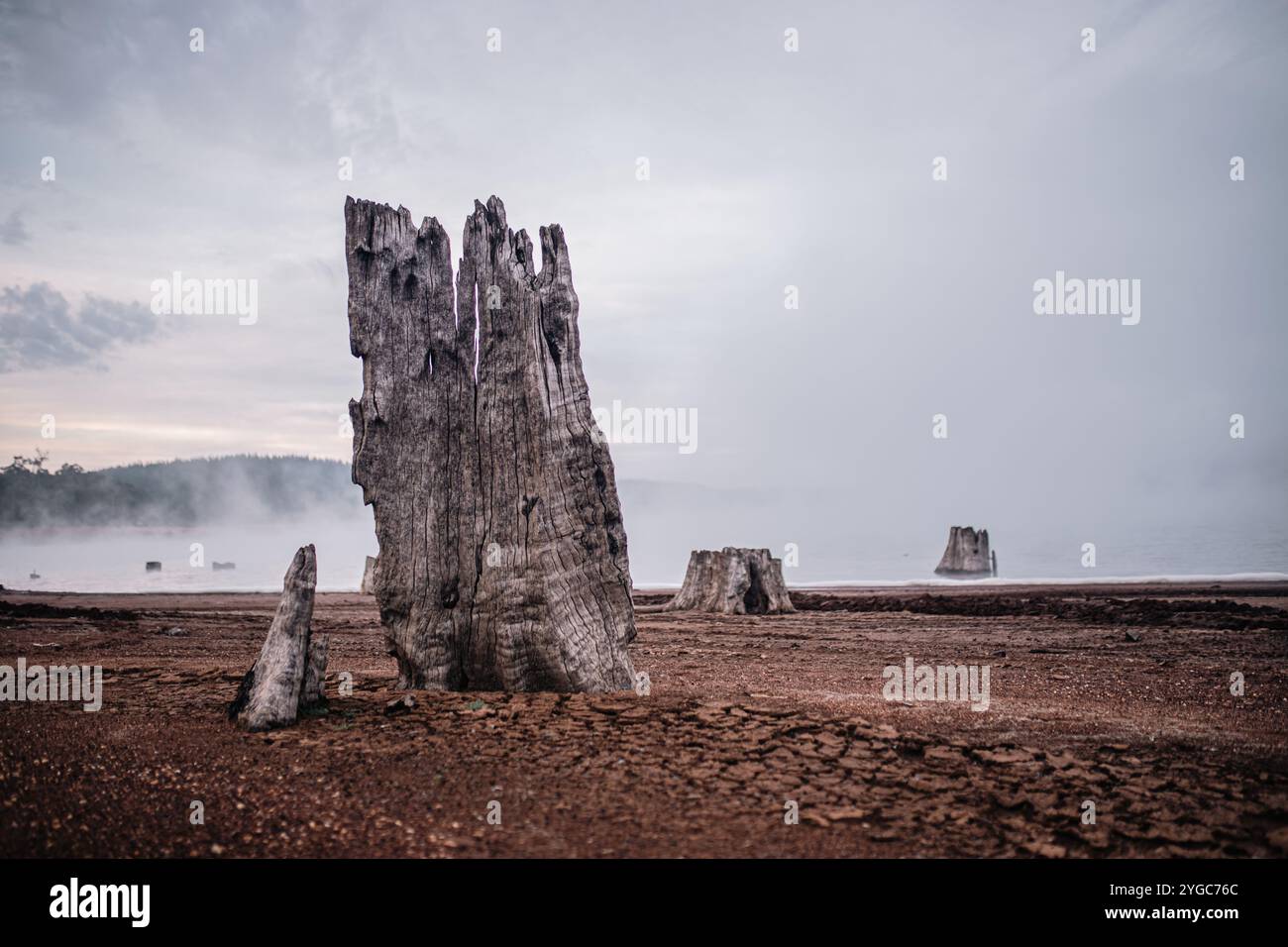 Trunks partially obscured hi-res stock photography and images - Alamy