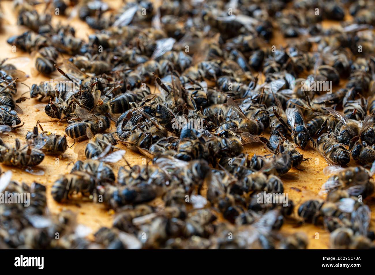 Many dead bees in the hive, close up. Colony collapse disorder. Starvation, pesticide exposure ...