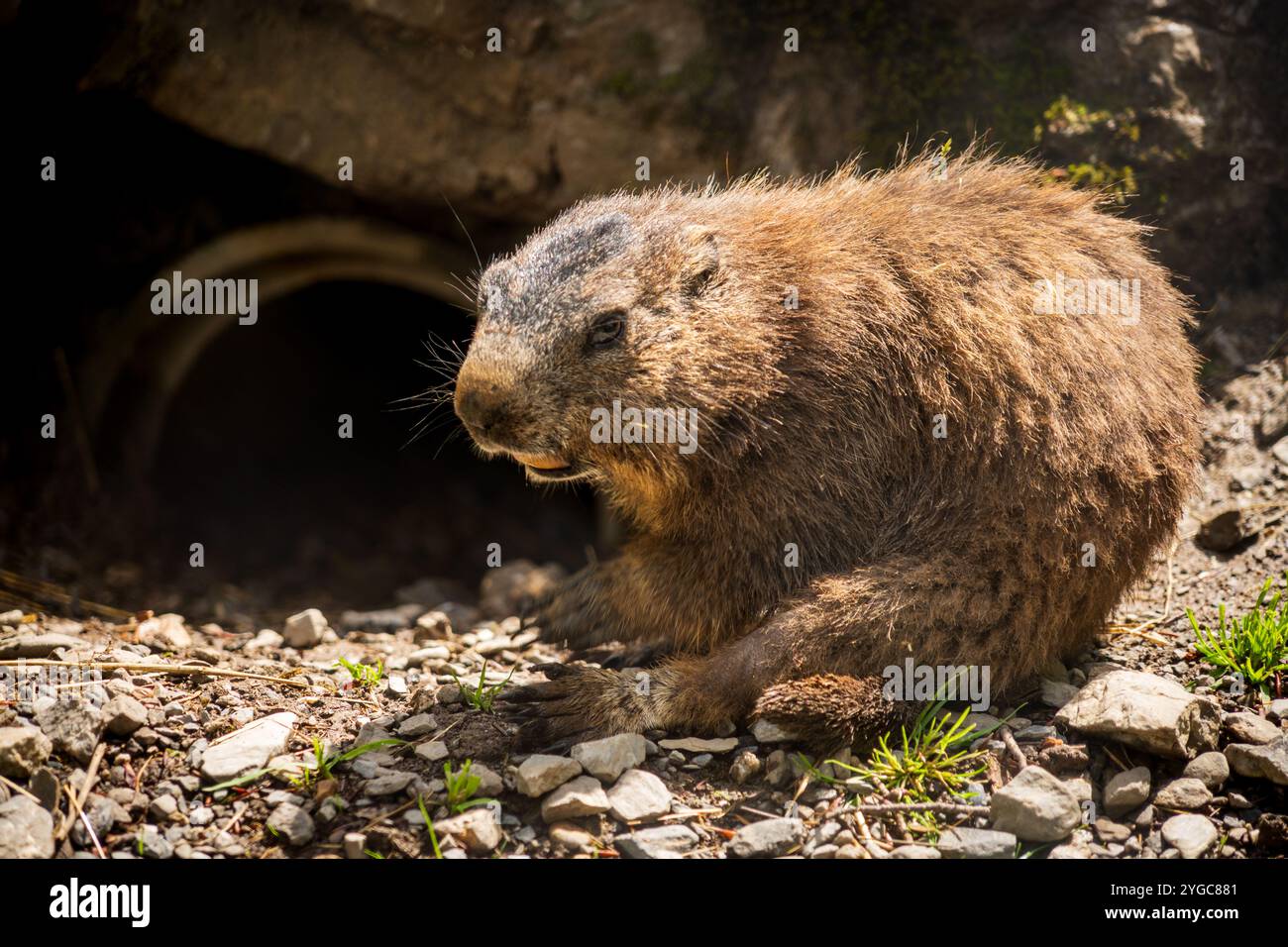 Charming marmots hi-res stock photography and images - Alamy