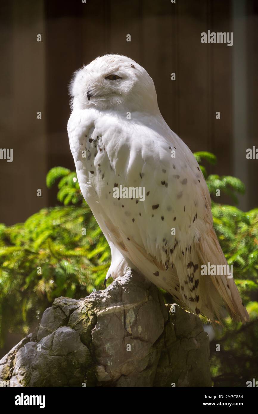 A Rare snowy owl at the Wildpark Brienz in Switzerland, During Spring ...
