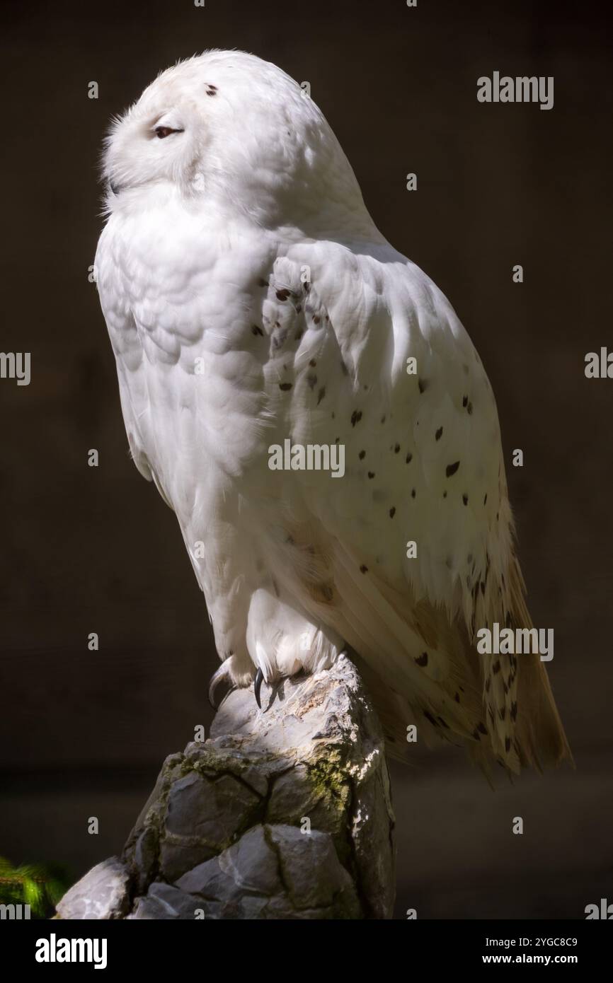 A Rare snowy owl at the Wildpark Brienz in Switzerland, During Spring ...