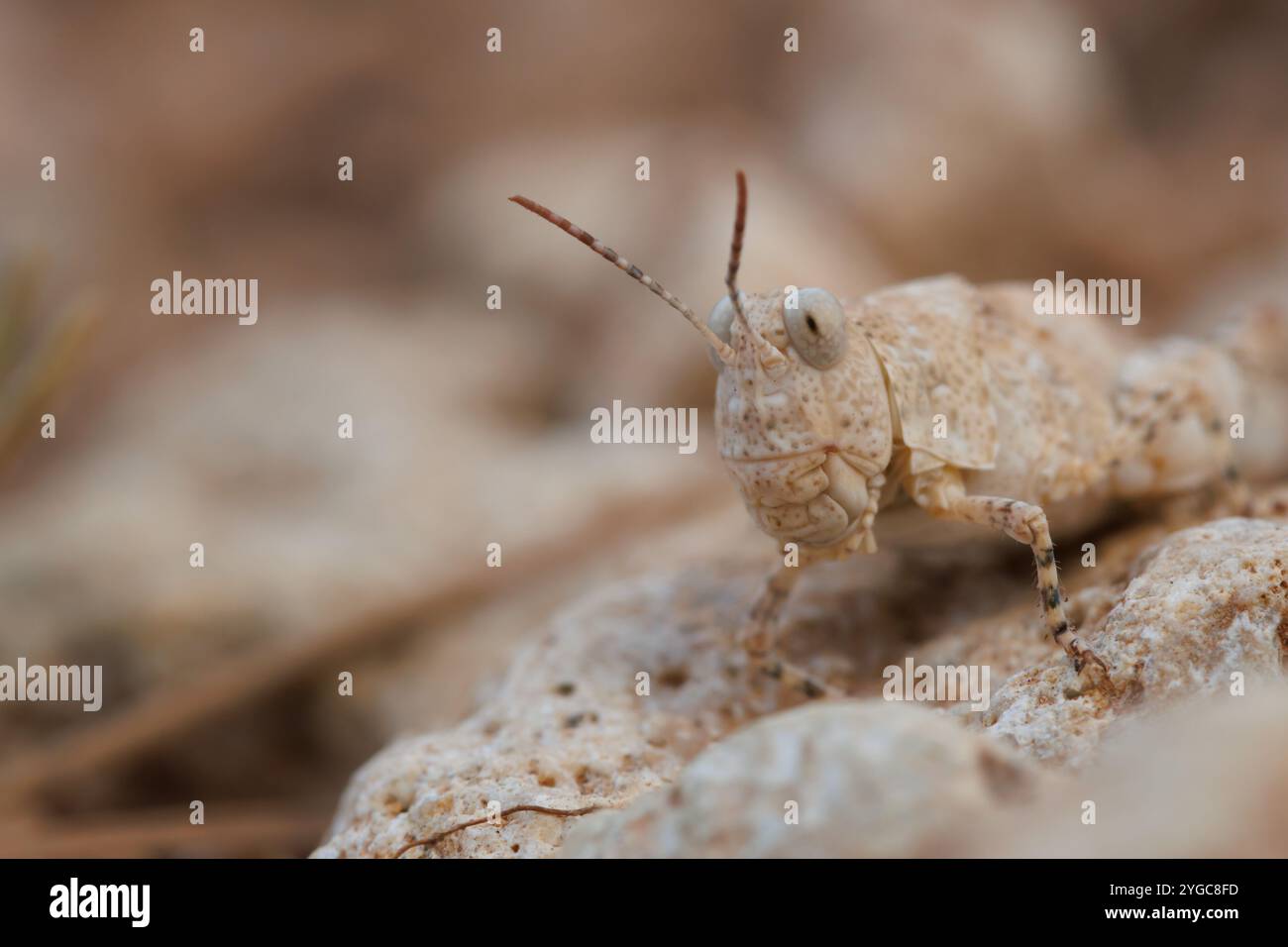 Camouflaged grasshopper on rock hi-res stock photography and images - Alamy