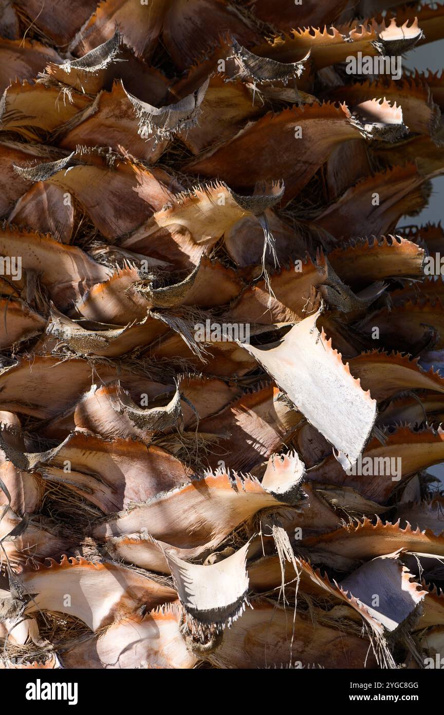 Palm tree bark showcases a stunning array of textures and colors in ...