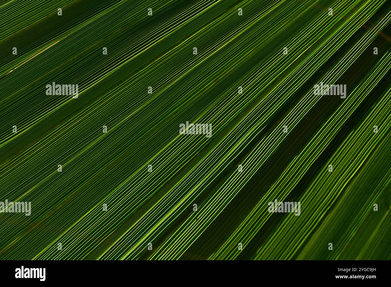 Lush palm leaves stretch in elegant lines, catching sunlight and ...