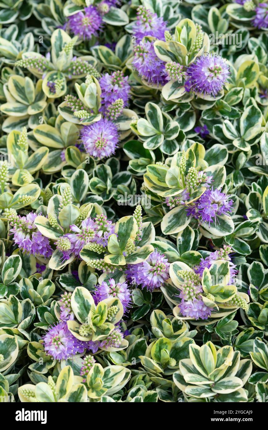 Hebe Flower, Blossom Stock Photo - Alamy