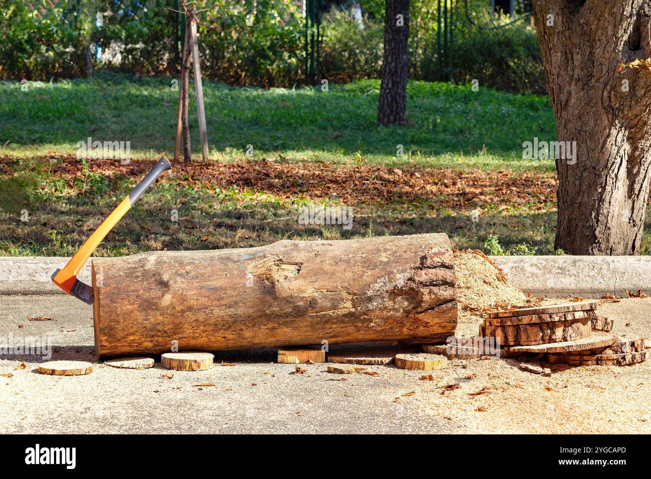 An axe embedded in a log beside freshly cut wood in a sunny outdoor ...