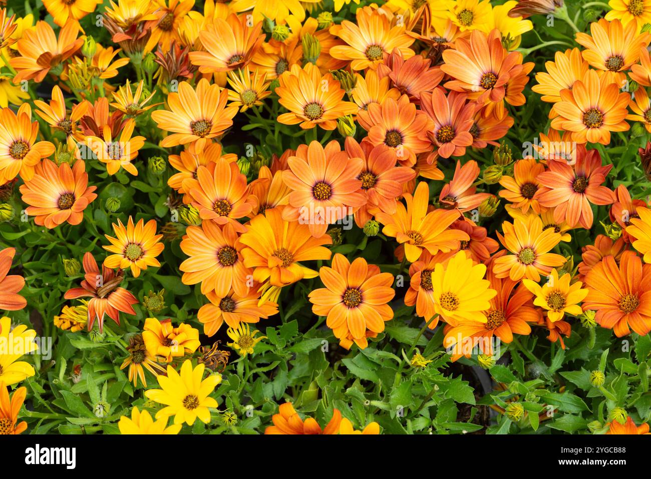 Glandular Cape Marigold Flowers, Dirmorotheca Sinuata Stock Photo - Alamy