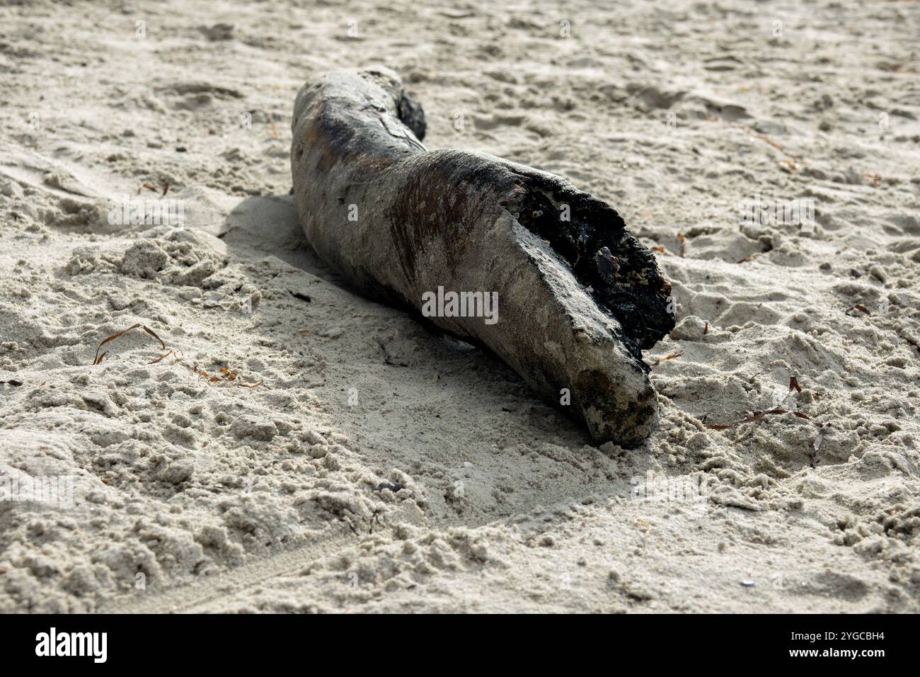 A worn log lies on the soft sand at the beach, illuminated by sunlight ...