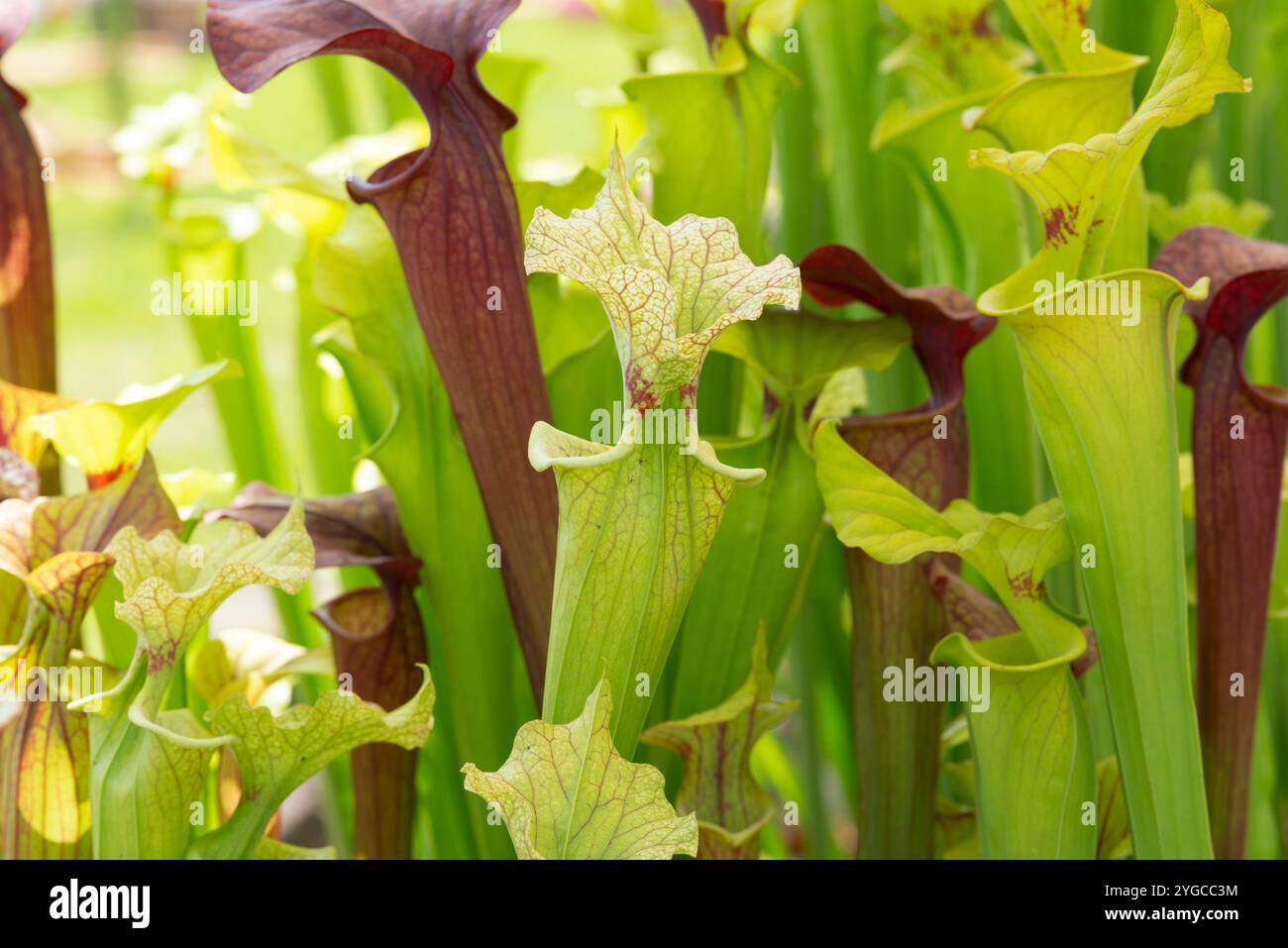 Sarracenia flava carnivorous plant hi-res stock photography and images ...