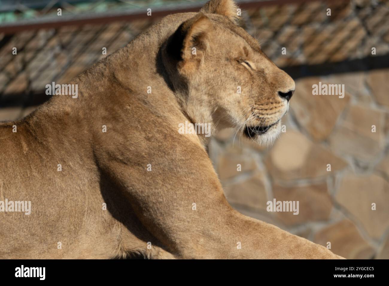 A lioness with a muscular build rests its head on its paw, gazing off ...