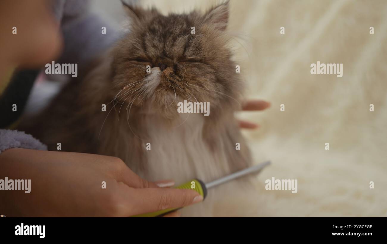 A woman at home grooming her persian cat with a small comb, creating a ...