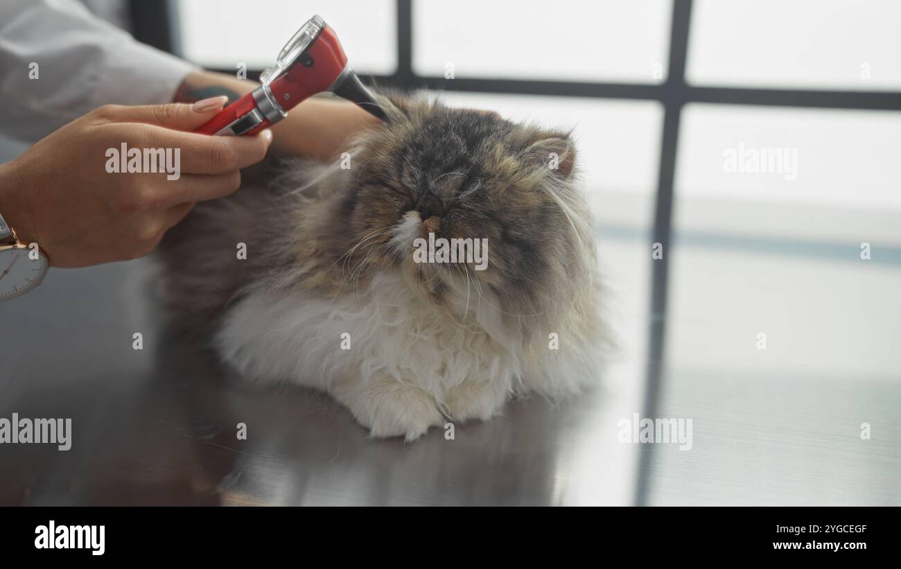 A veterinarian examines a persian cat's ear in an indoor veterinary ...